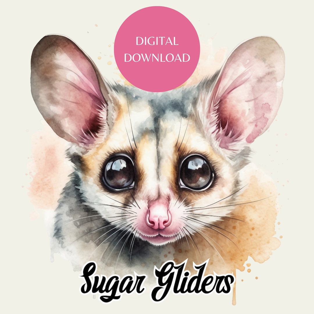 Watercolour Sugar Glider Clip Art Sugar Glider Junk Journal Bundle ...