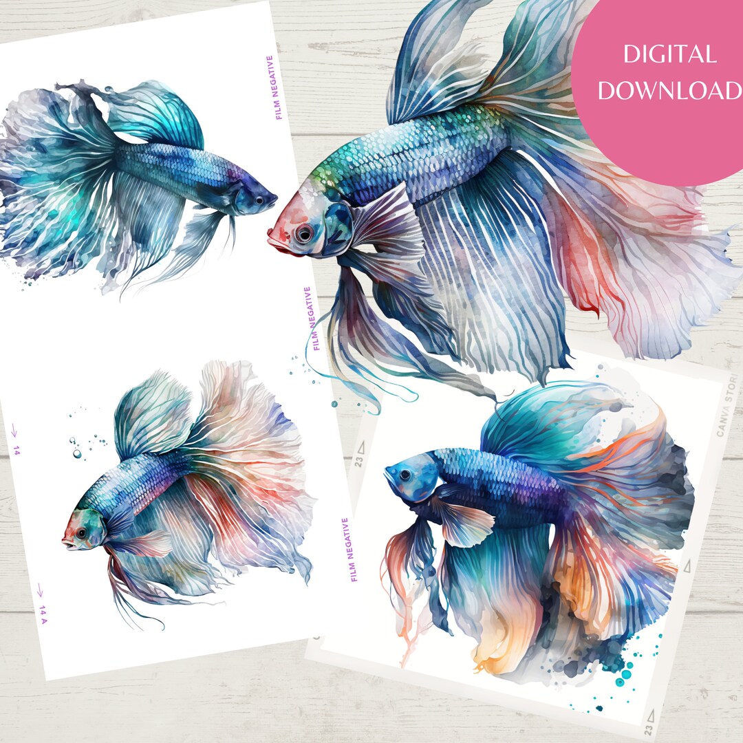 Betta Fish Watercolour Clipart Bundle, Betta Fish Png Watercolor ...