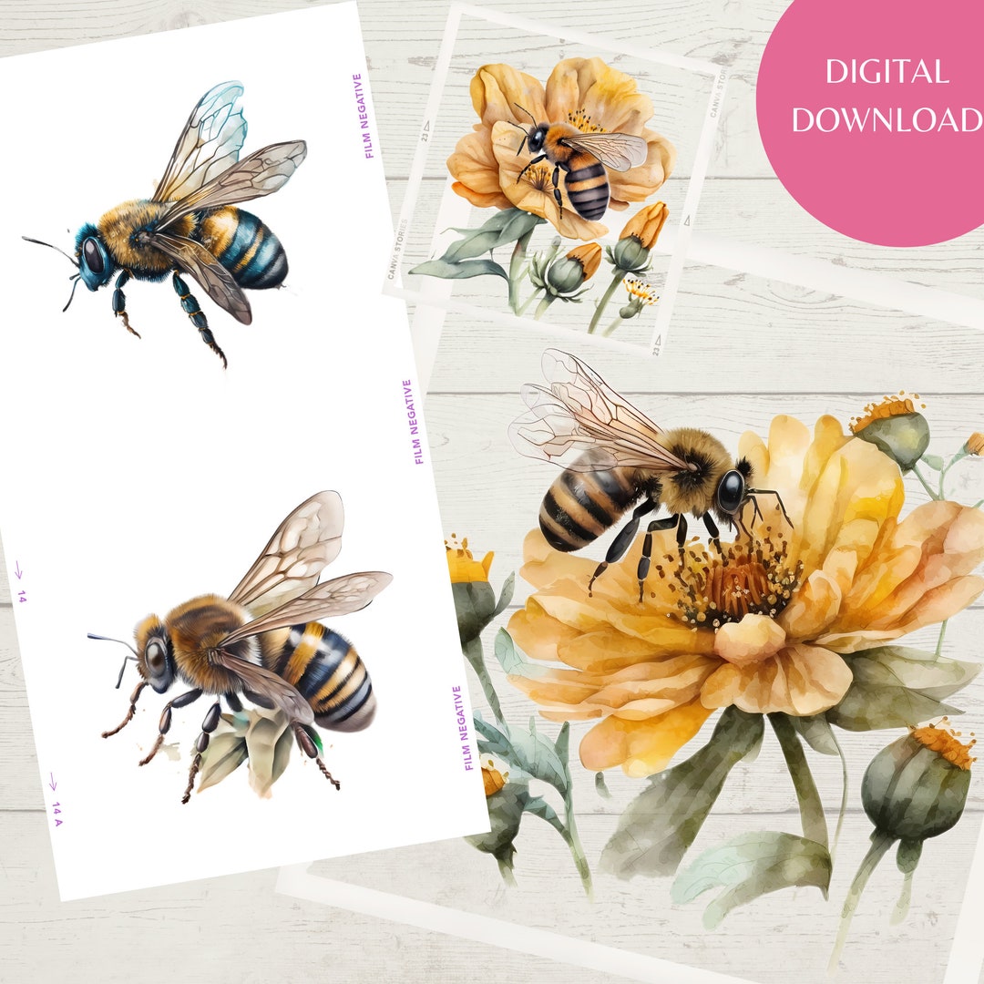 Honey Bee Watercolour Clipart Bumblebee Clipart Honeybee Png Commercial ...