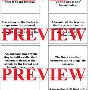 Classical Conversations Challenge A Science Anatomy Flashcards - Etsy