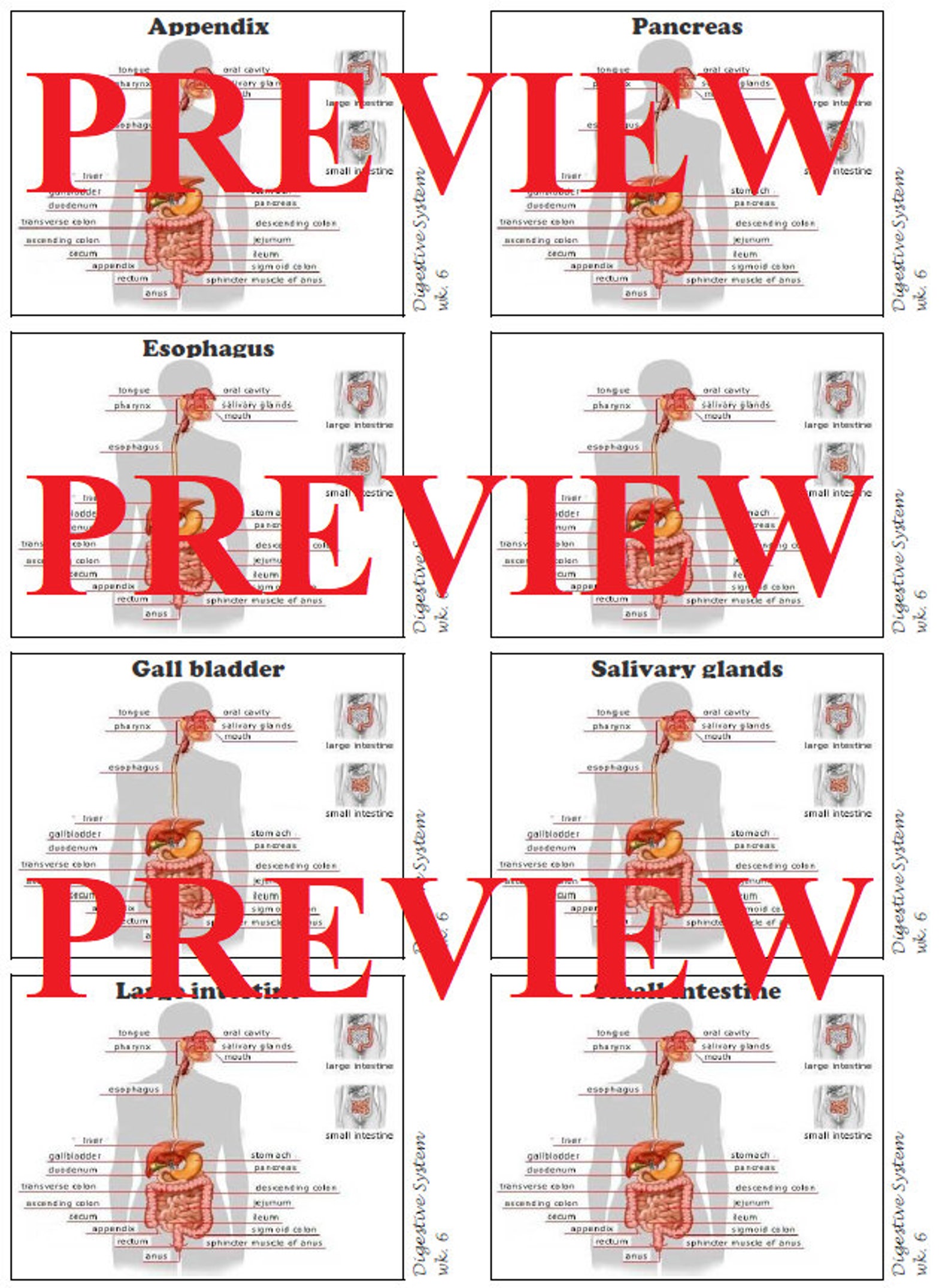 Classical Conversations Challenge A Science Anatomy Flashcards - Etsy