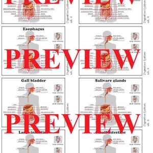 Classical Conversations Challenge A Science Anatomy Flashcards - Etsy
