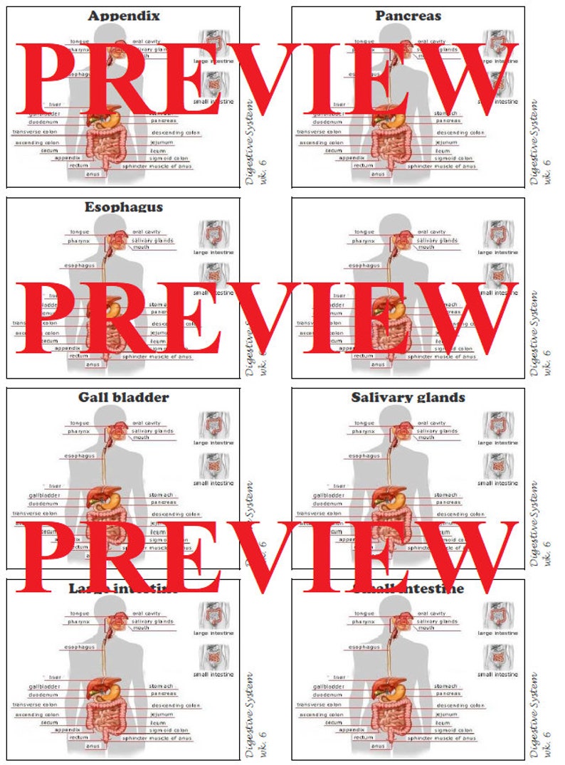 Classical Conversations Challenge A Science Anatomy Flashcards - Etsy