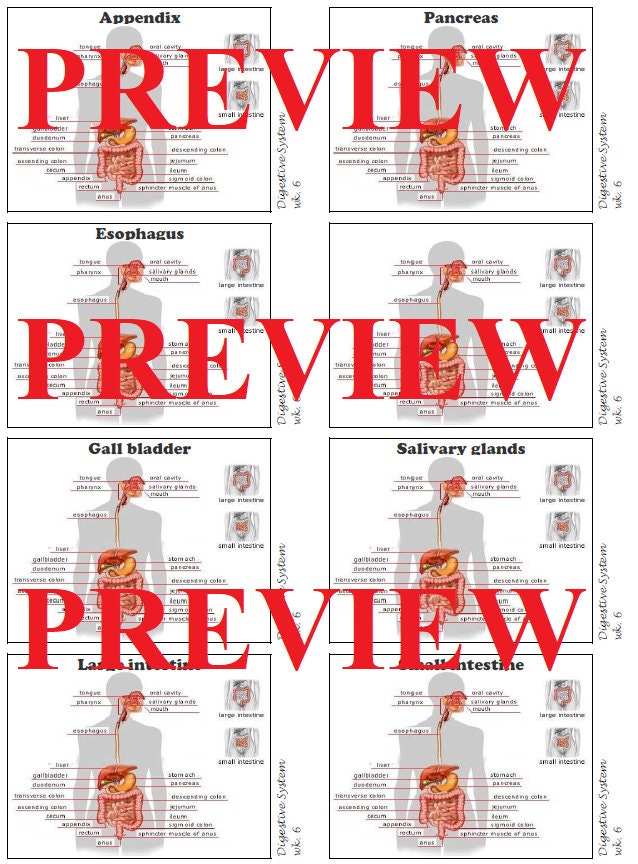 Classical Conversations Challenge A Science Anatomy Flashcards - Etsy