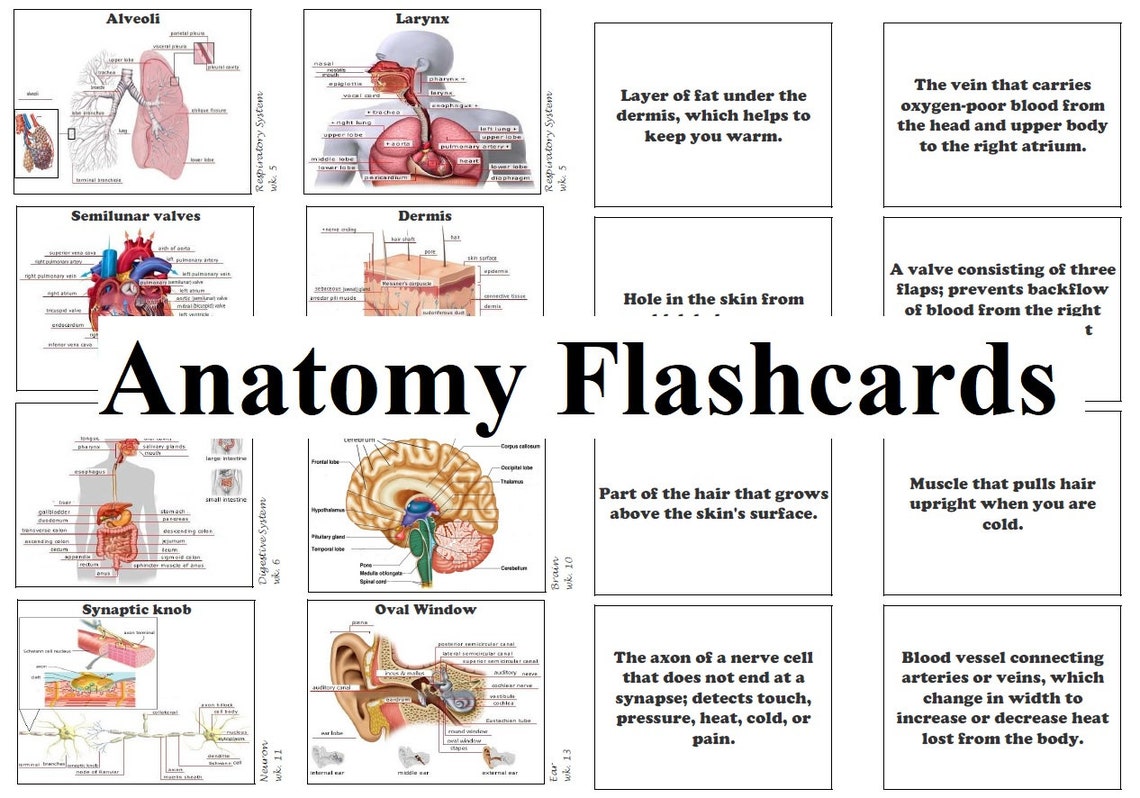 Classical Conversations Challenge A Science Anatomy Flashcards - Etsy