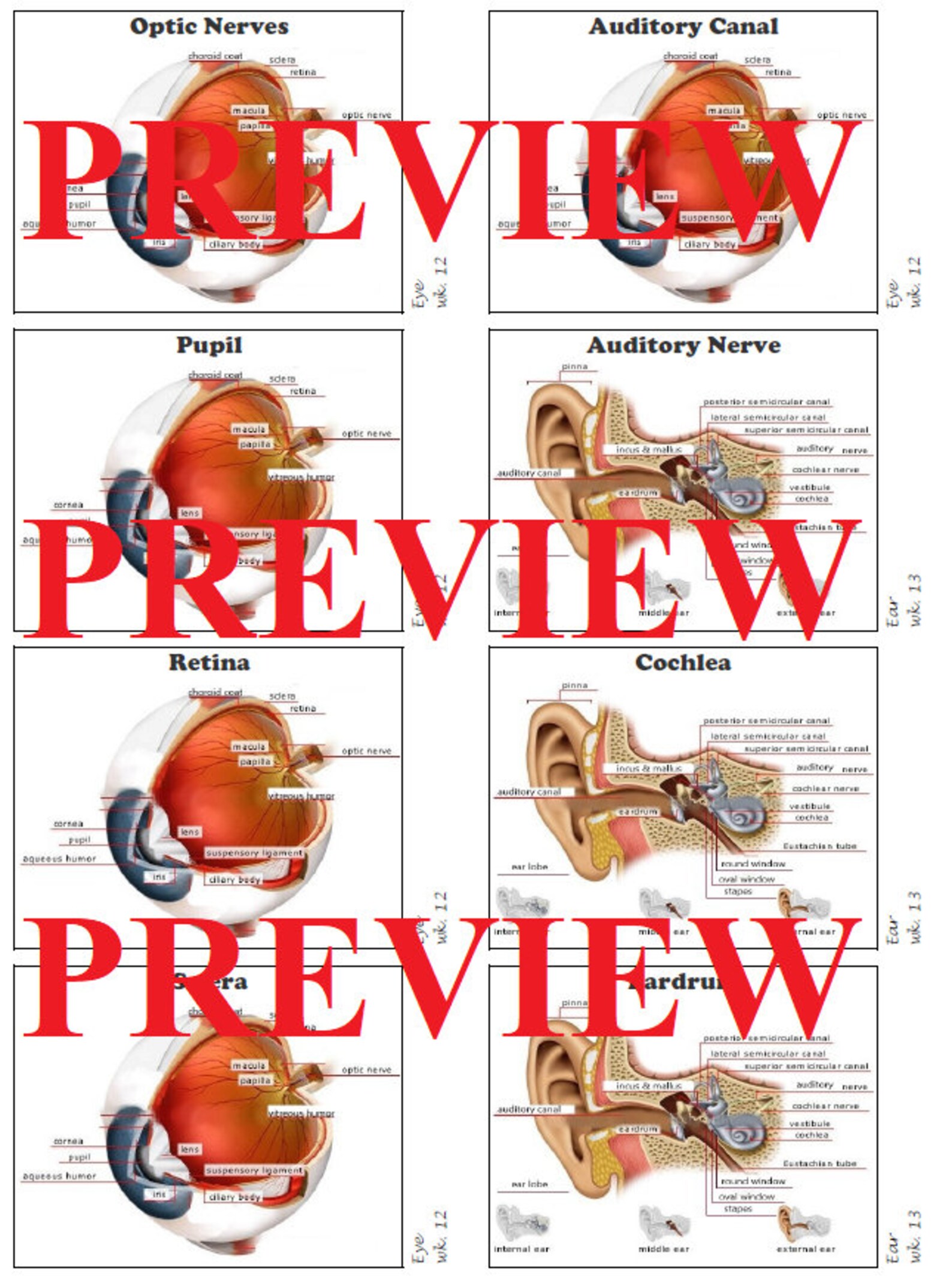 Classical Conversations Challenge A Science Anatomy Flashcards - Etsy