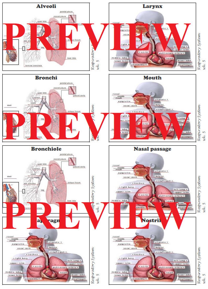 Classical Conversations Challenge A Science Anatomy Flashcards - Etsy