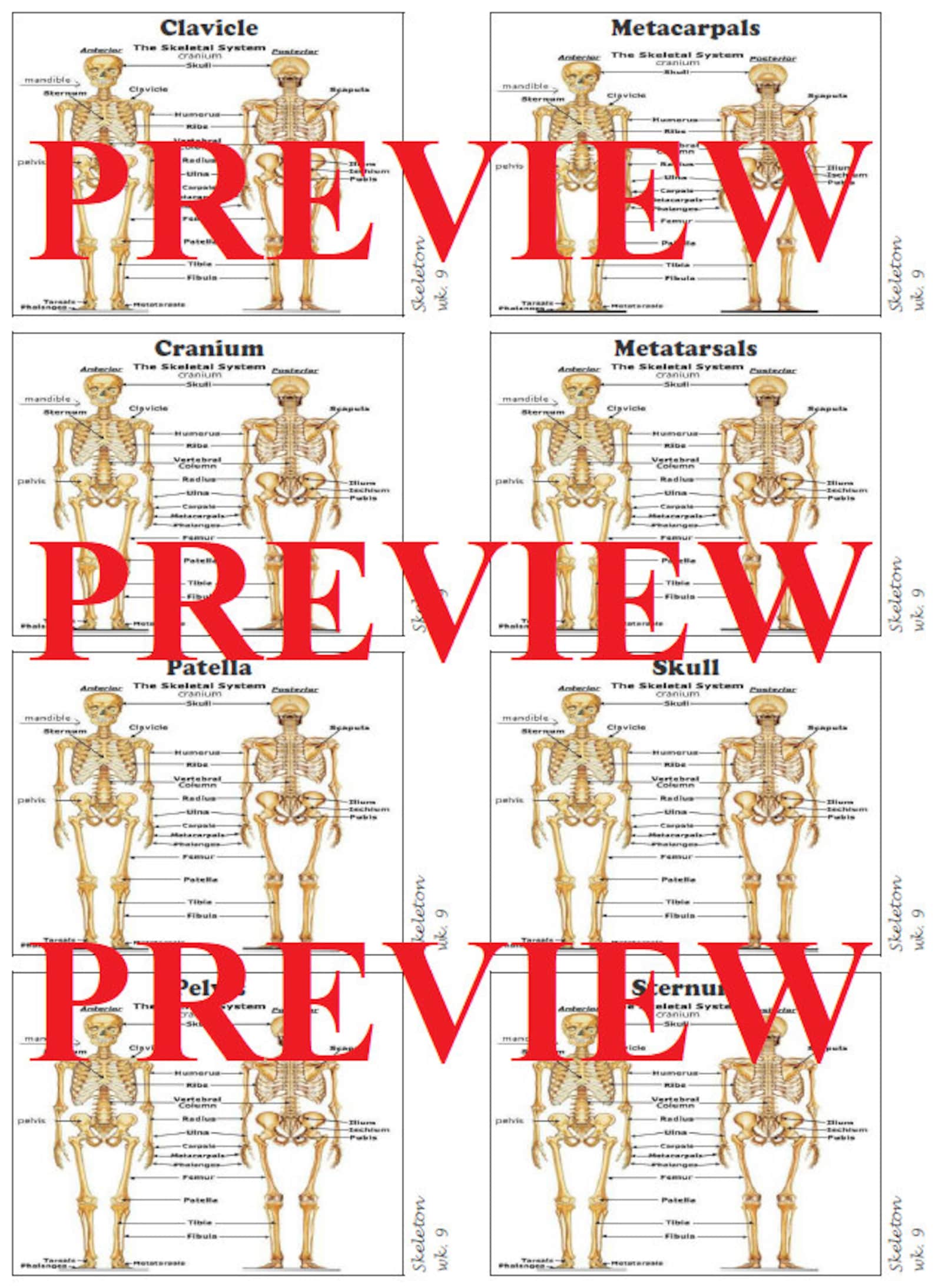 Classical Conversations Challenge A Science Anatomy Flashcards - Etsy