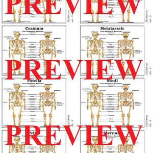 Classical Conversations Challenge A Science Anatomy Flashcards - Etsy