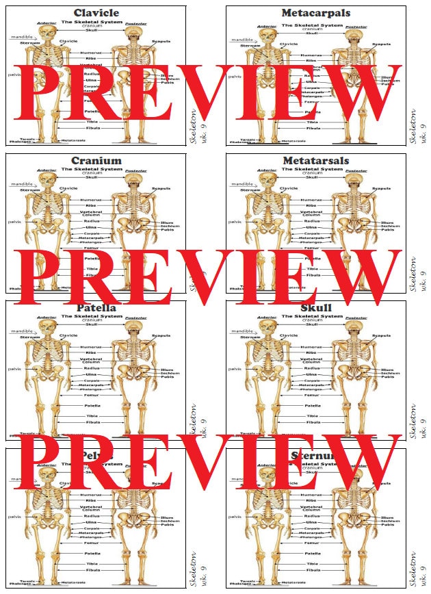 Classical Conversations Challenge A Science Anatomy Flashcards - Etsy
