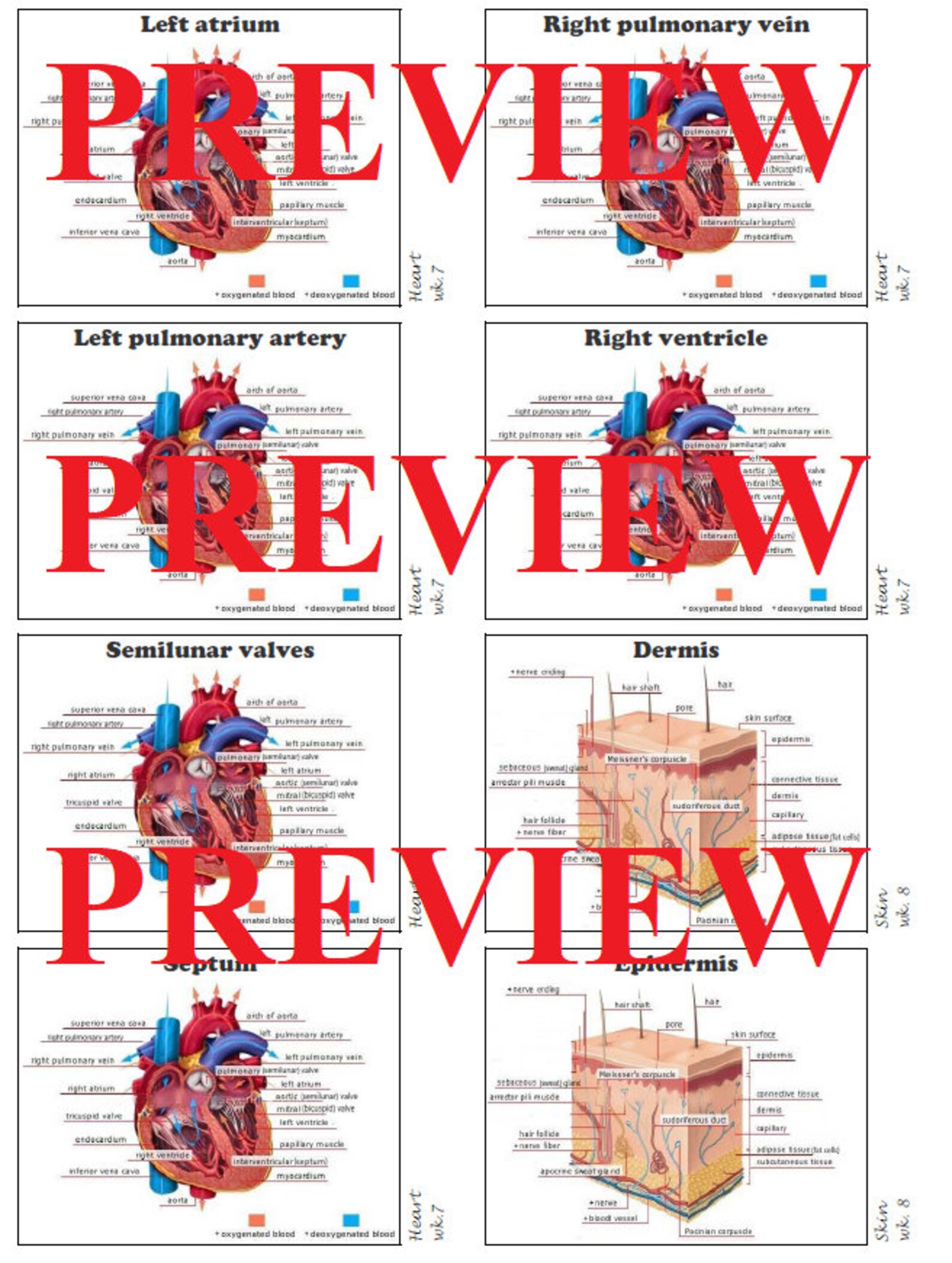 Classical Conversations Challenge A Science Anatomy Flashcards - Etsy
