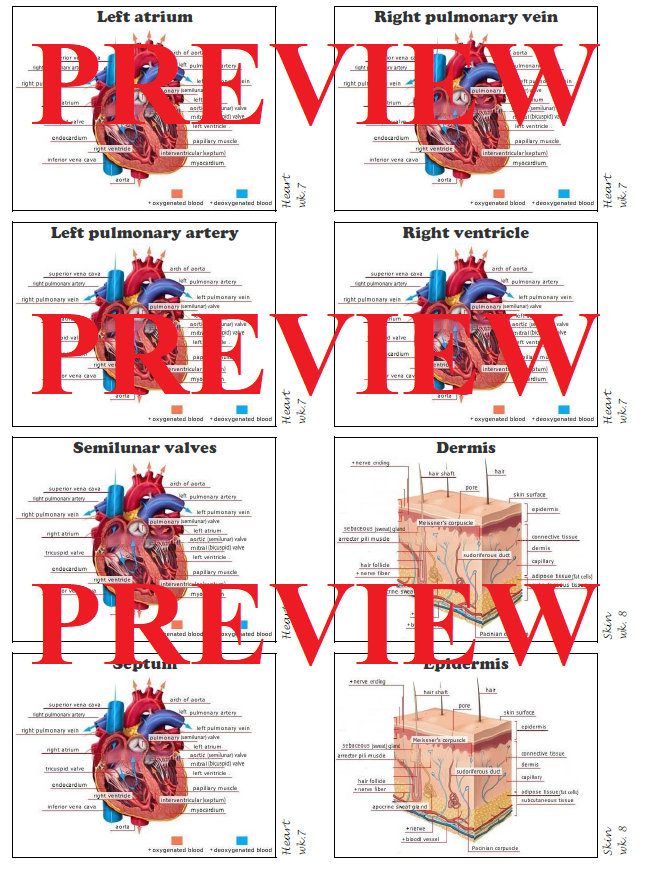 Classical Conversations Challenge A Science Anatomy Flashcards - Etsy