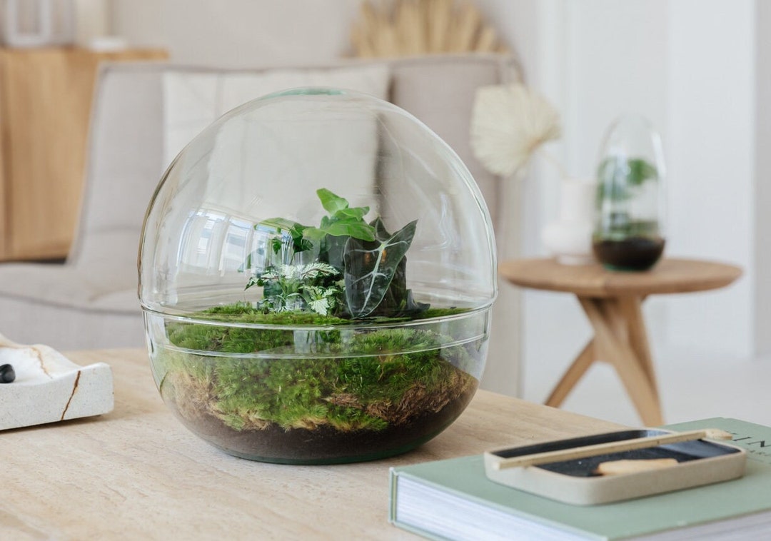 Bottle Garden Ecosystem Biodome ↑30 Cm - Etsy
