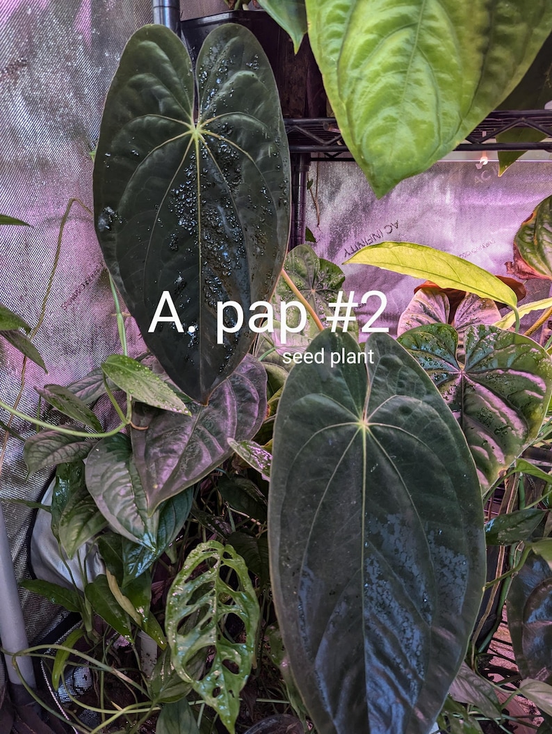 Anthurium Papillilaminum Seedling - Etsy