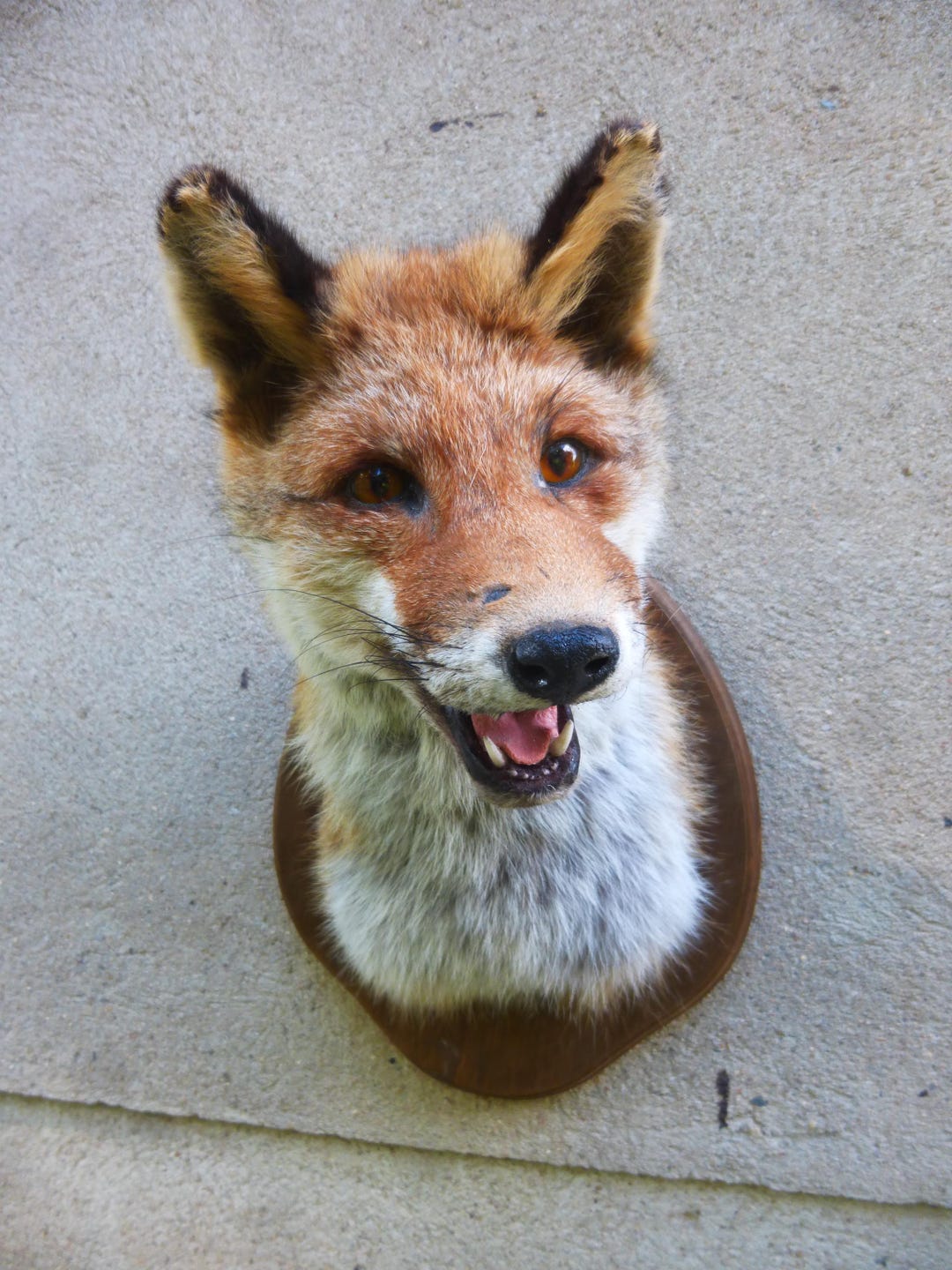 Fox Head / Red Fox / Taxidermy / Foxhead / Redfox - Etsy