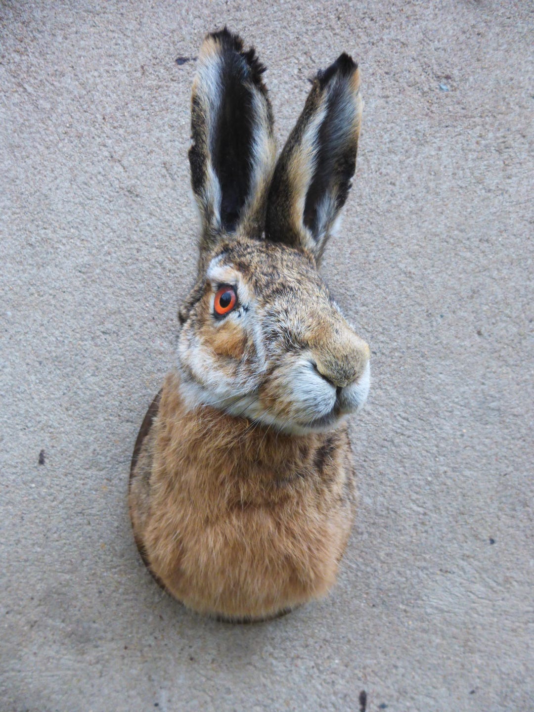 Rabbit Head / Taxidermy / Rabbithead / Bunny - Etsy
