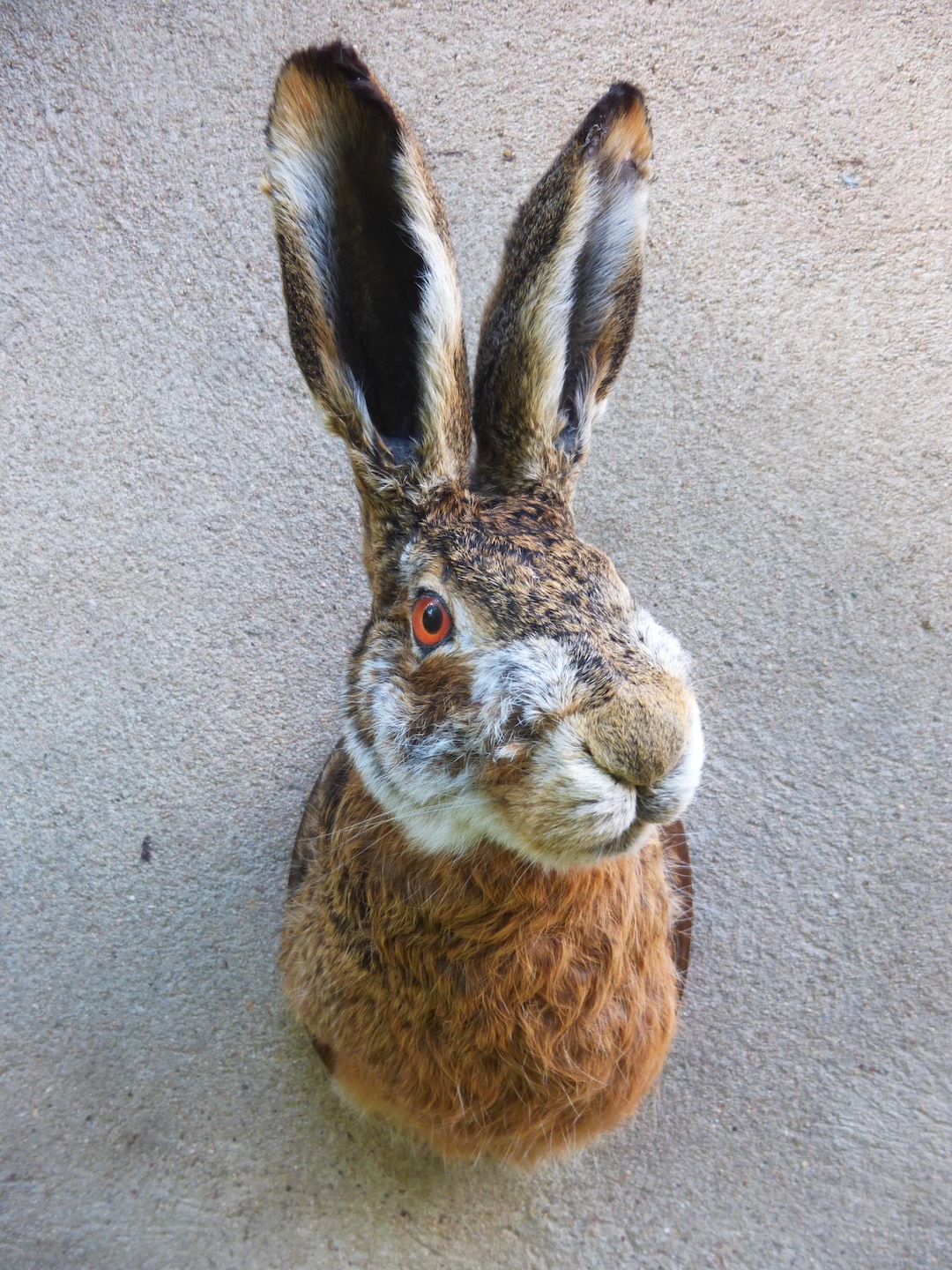 Rabbit Head / Taxidermy / Rabbithead - Etsy
