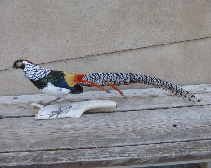 Mounted Pheasant - Etsy