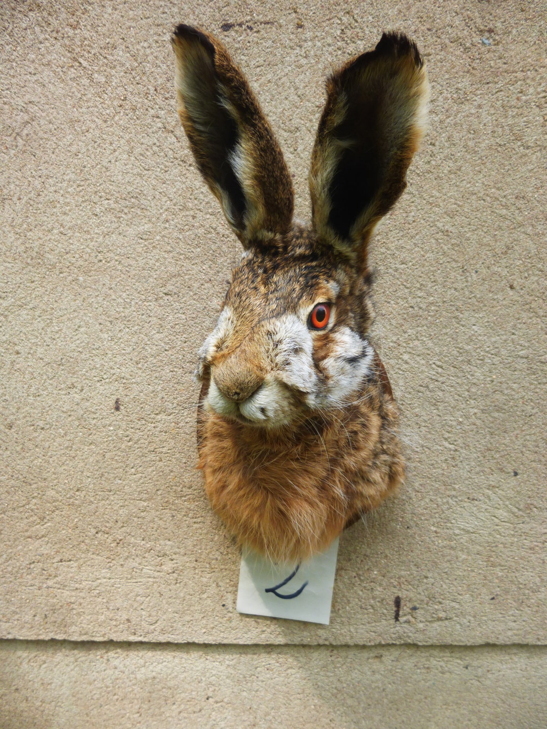 Rabbit Head / Taxidermy / Rabbithead / Bunny - Etsy UK