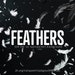 Realistic Feathers Overlay Pack, of 28 PNG Images Set , High Quality ...