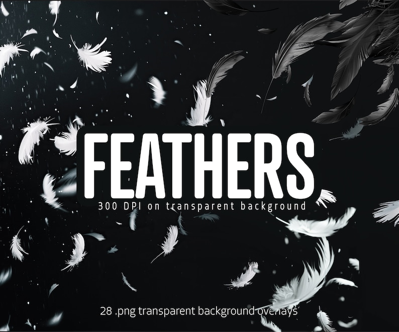 Realistic Feather Overlays: 28 PNG Images, Transparent Background ...