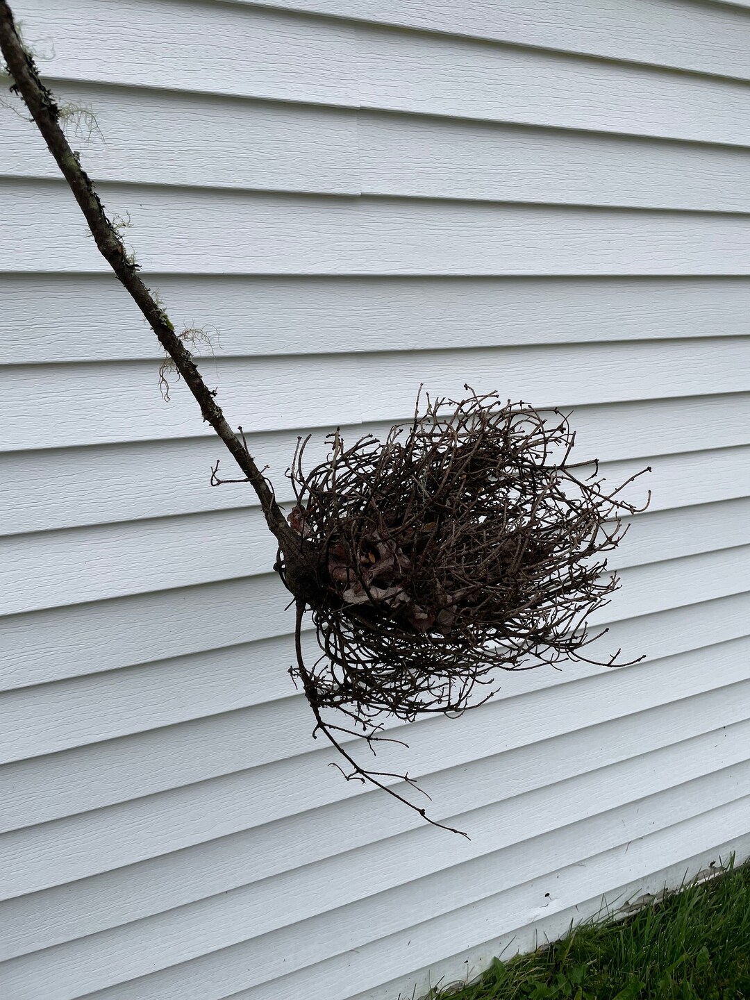 Witch's Broom real All Natural Pine Witch Broom - Etsy