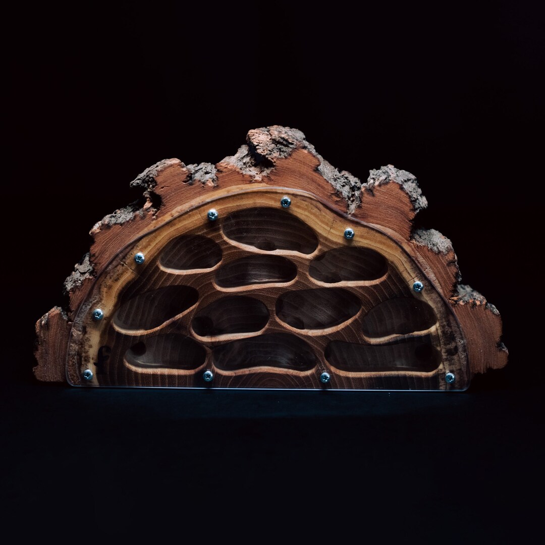 Black Locust Ant Nest half Trunk Cross-section - Etsy