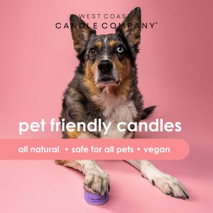 Bergamot Sunrise | Pet Safe Candle | Coconut Apricot Wax | Soy Free ...