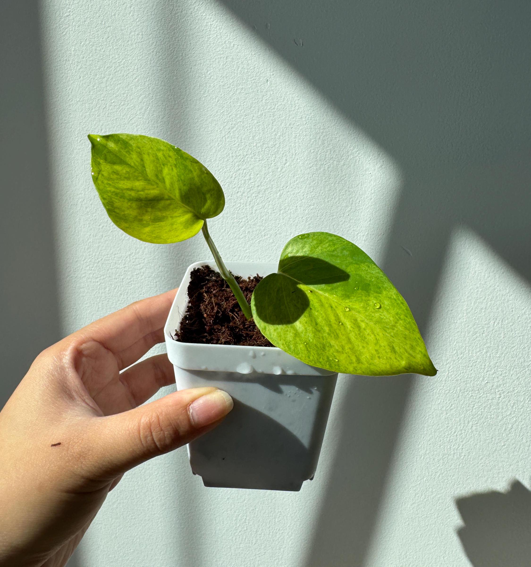 Epipremnum Aureum Teruno Carnival teruno Carnival Pothos Collector's ...