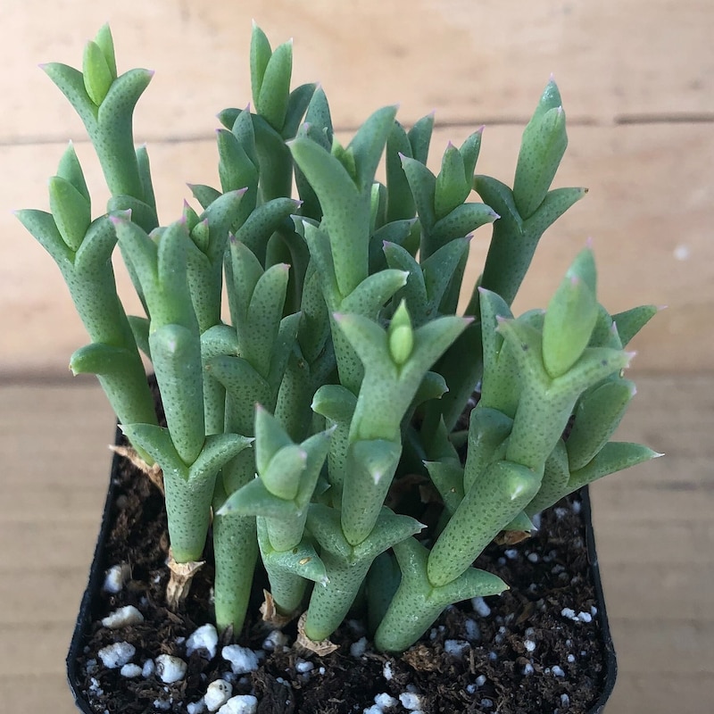 SDSucculentGrowers - Etsy