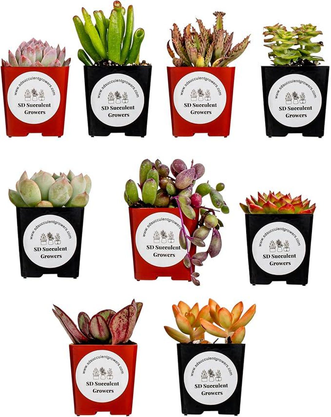 Mystery Succulent Pack: 9 Assorted 2'' Potted Varieties - Etsy