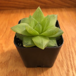 Cathedral Window Haworthia | Window Boats - Etsy