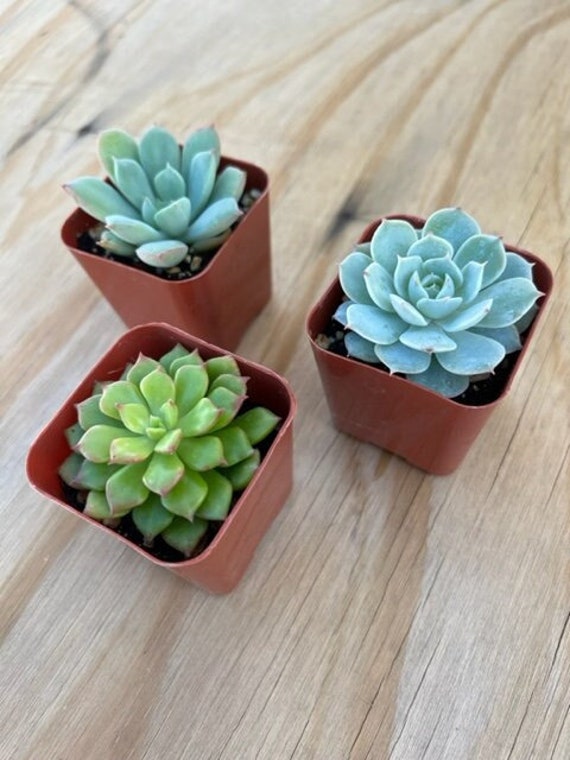Succulents Explained How To Identify And Grow Graptos 55 Off
