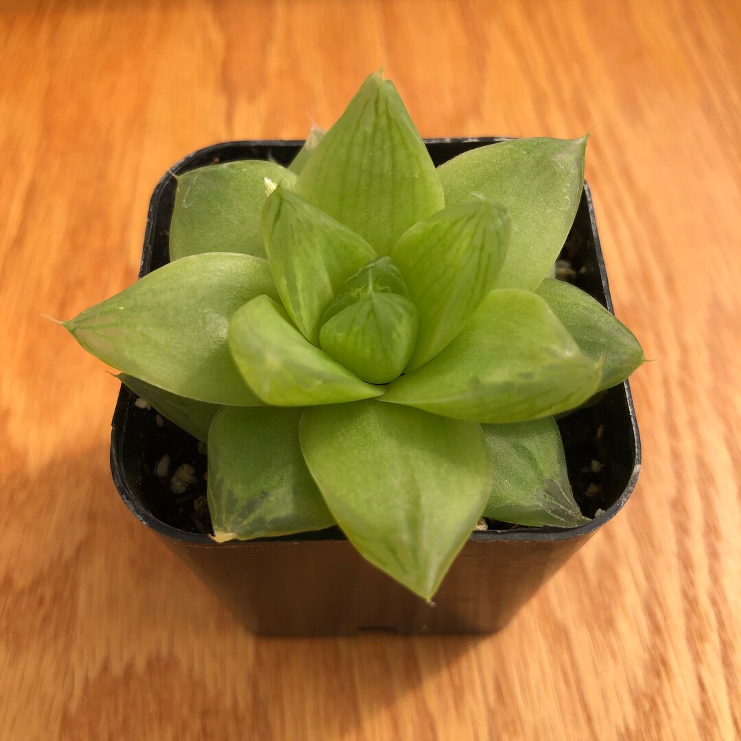 Cathedral Window Haworthia | Window Boats - Etsy