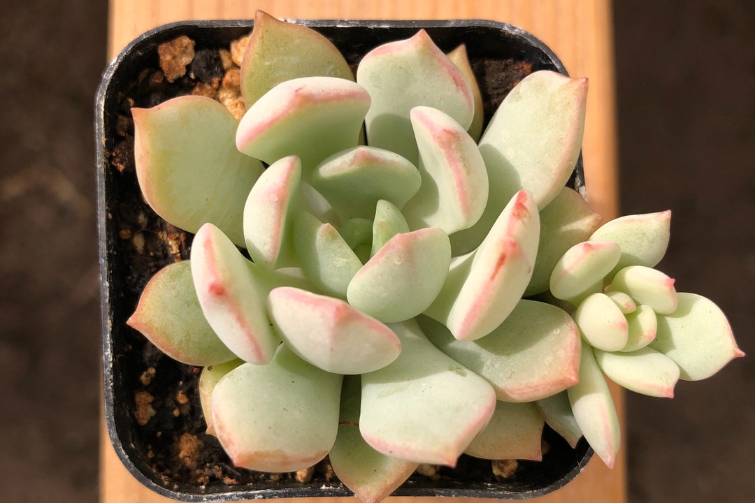 Graptoveria 'A Grim One' | Graptopetalums - Etsy