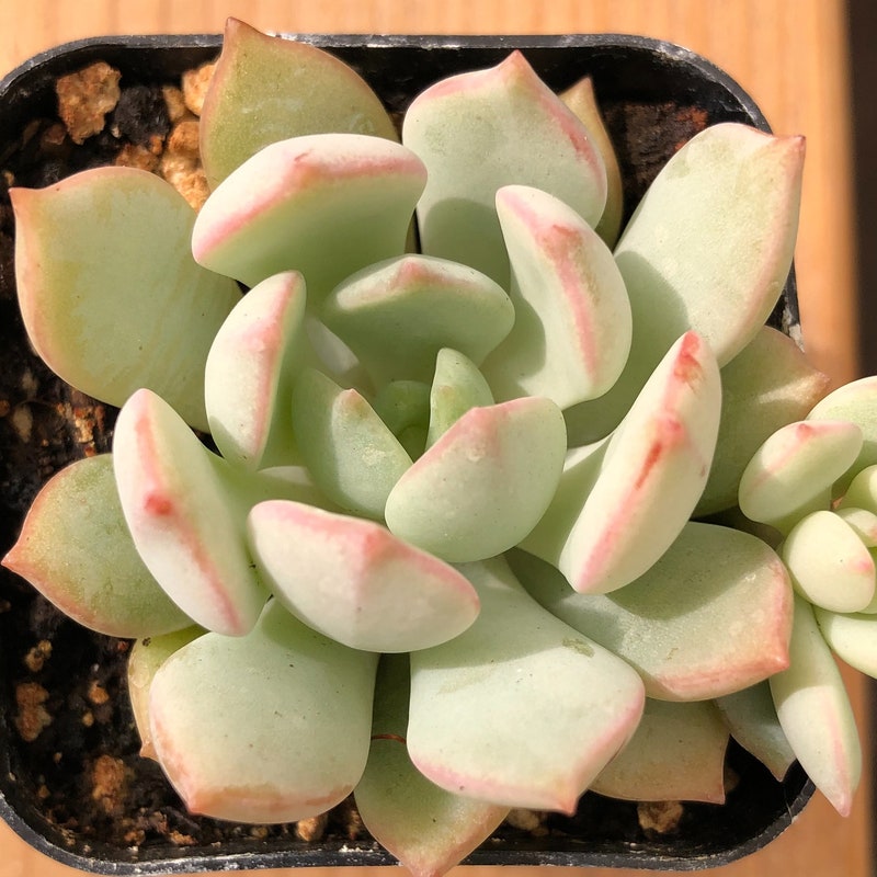Graptoveria - Etsy