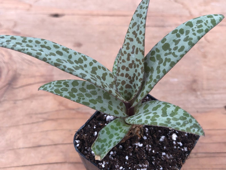 Silver Squill Ledebouria Socialis Leopard Lily - Etsy