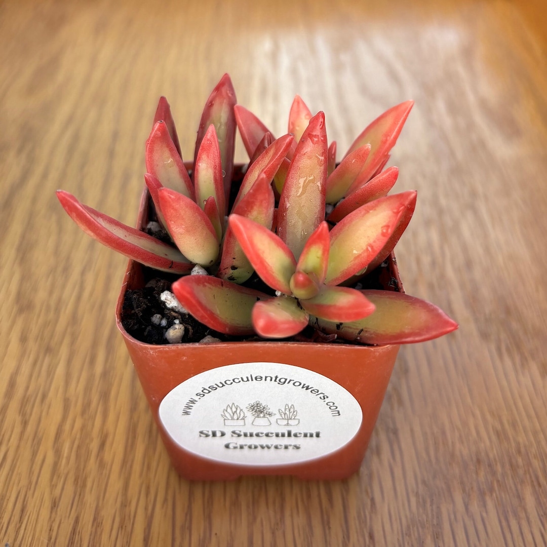 Sedum X Adolphi - Etsy