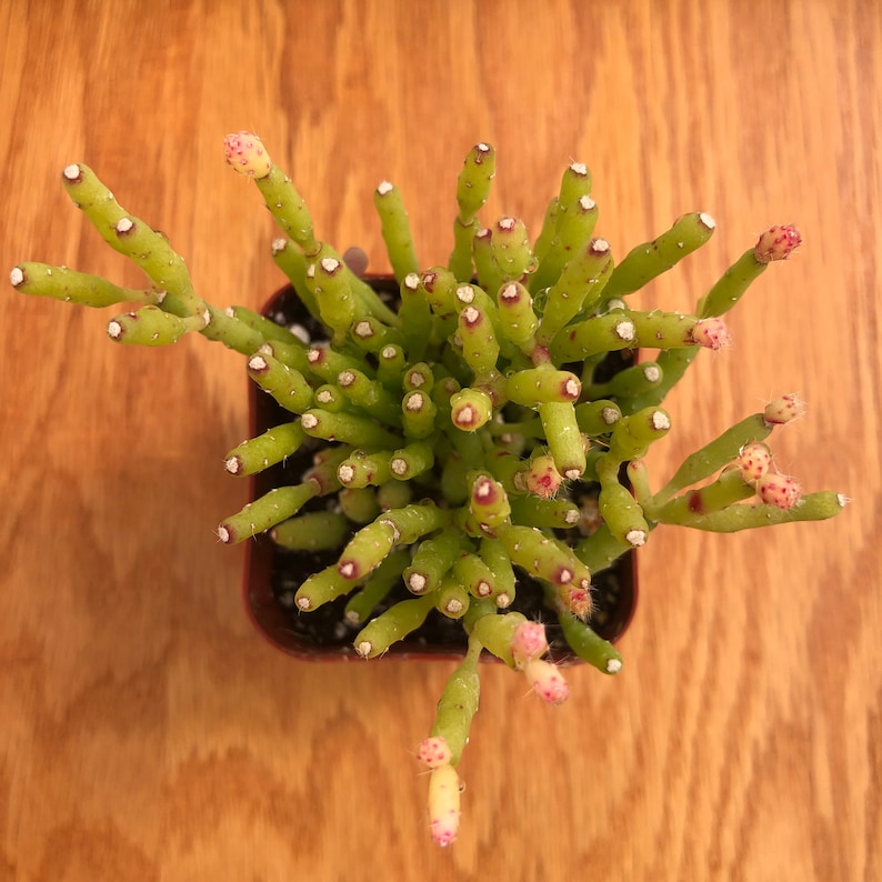 Bottle Cactus Dancing-bones - Etsy