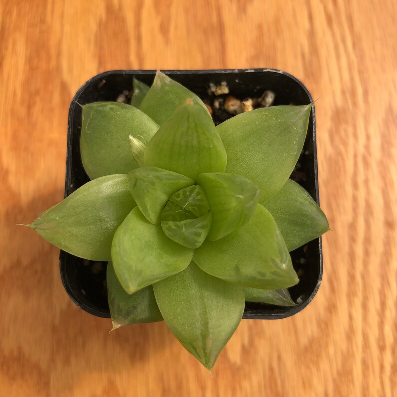 Cathedral Window Haworthia Window Boats - Etsy