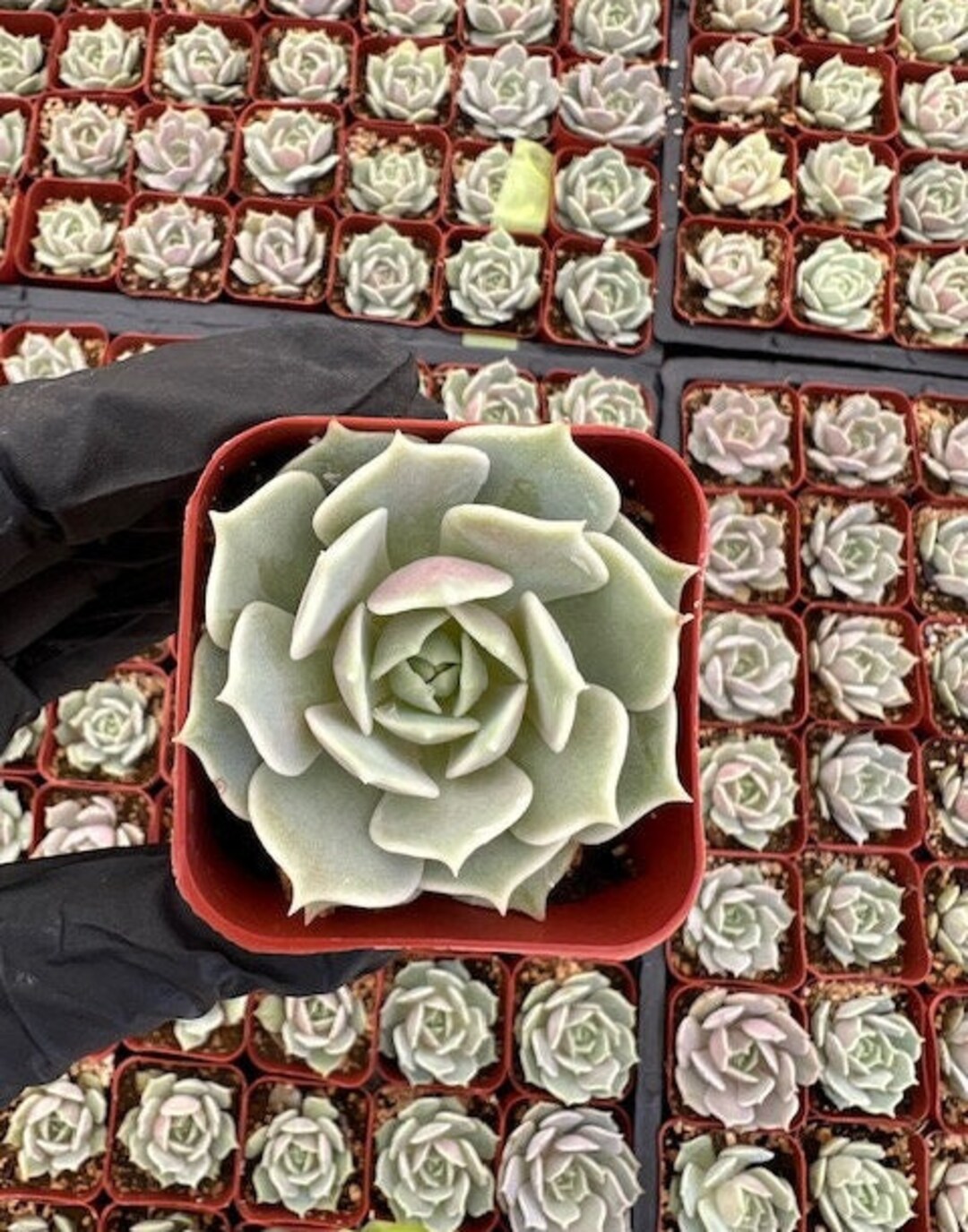 Echeveria Lola Lola Succulent Mexican Hens and Chicks - Etsy