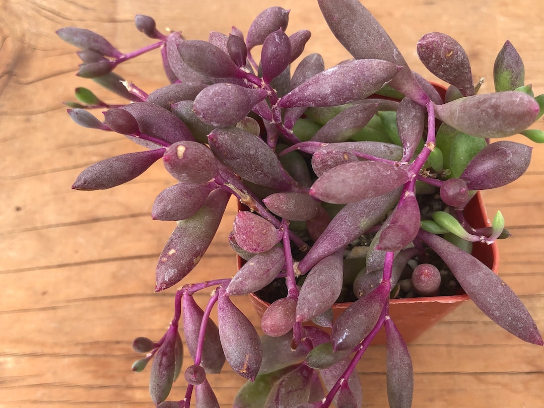 Little Pickles | Ruby Necklace | Crassothonna Capensis | Cape Othonna ...