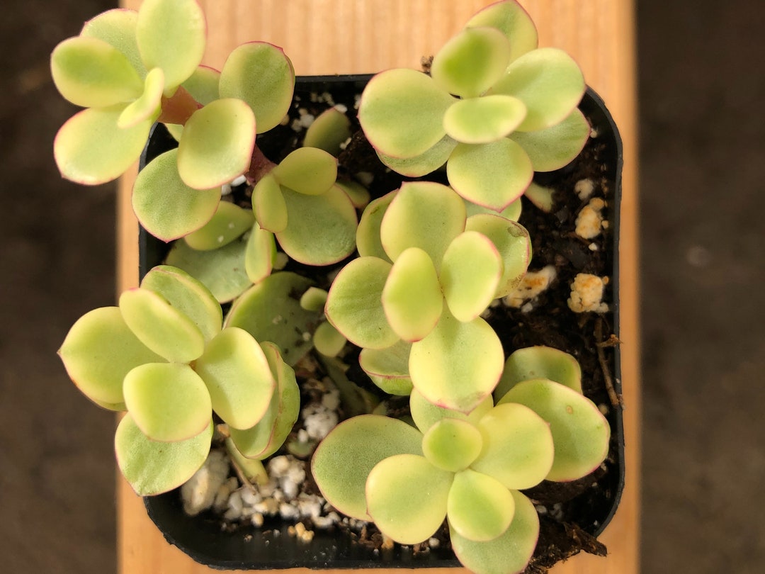 Elephant Bush Succulent | Dwarf Jade Plant | Portulacaria Afra ...