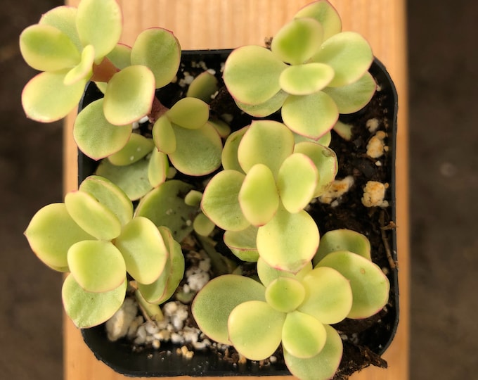 Elephant Bush Succulent Dwarf Jade Plant Portulacaria Afra Miniature ...