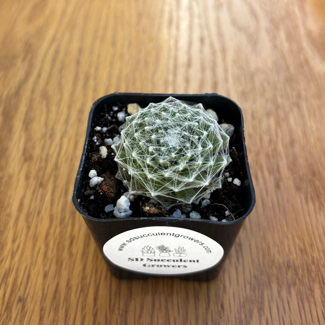 Sempervivum Arachnoideum | 'cobweb Joy' - Etsy
