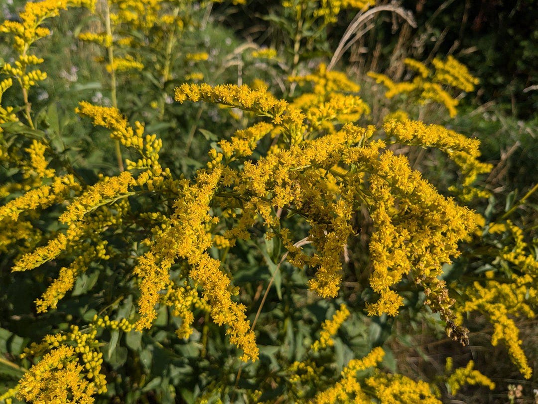 Late Goldenrod Seeds - Etsy Canada
