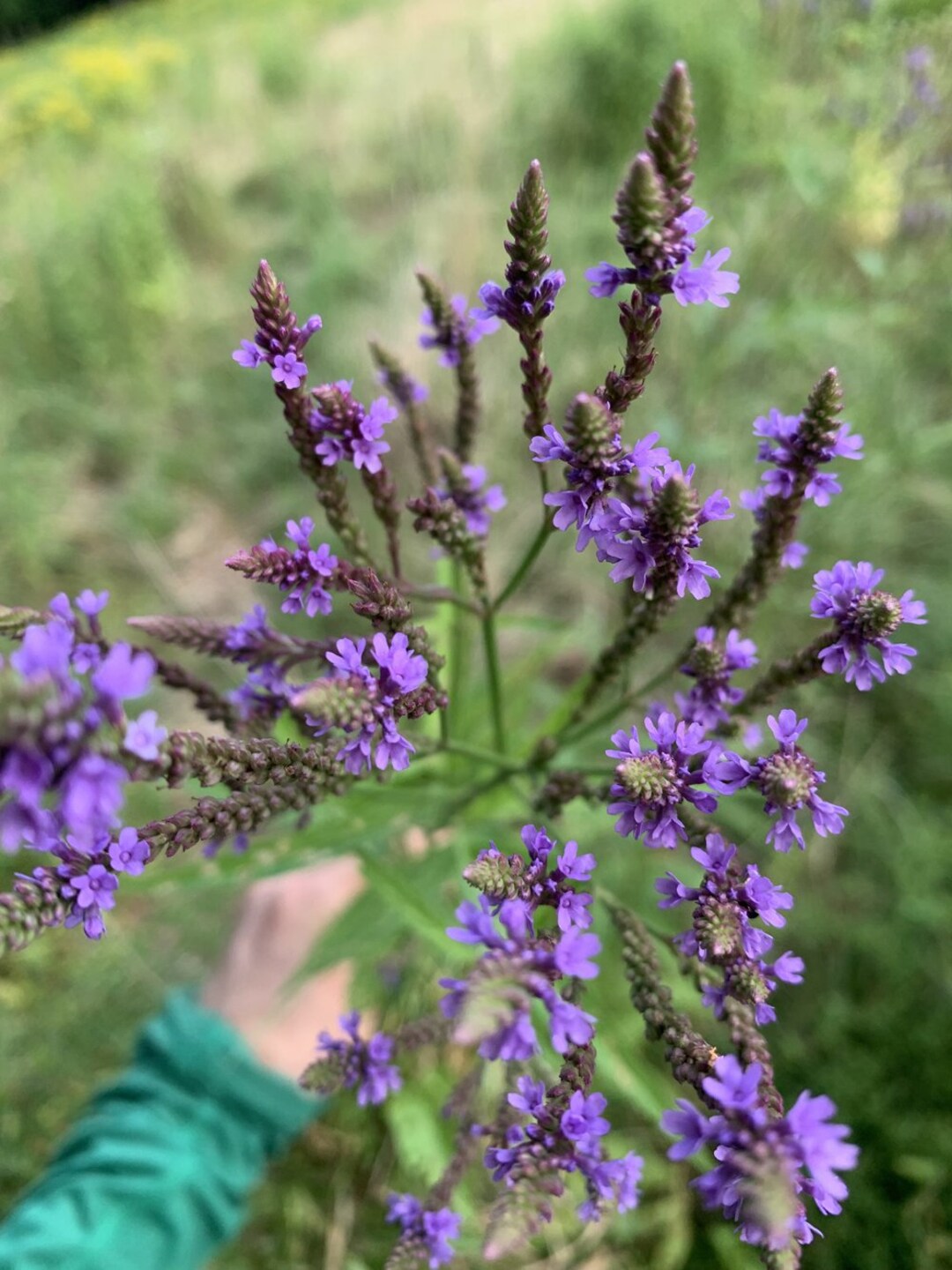 Blue Vervain Seeds - Etsy