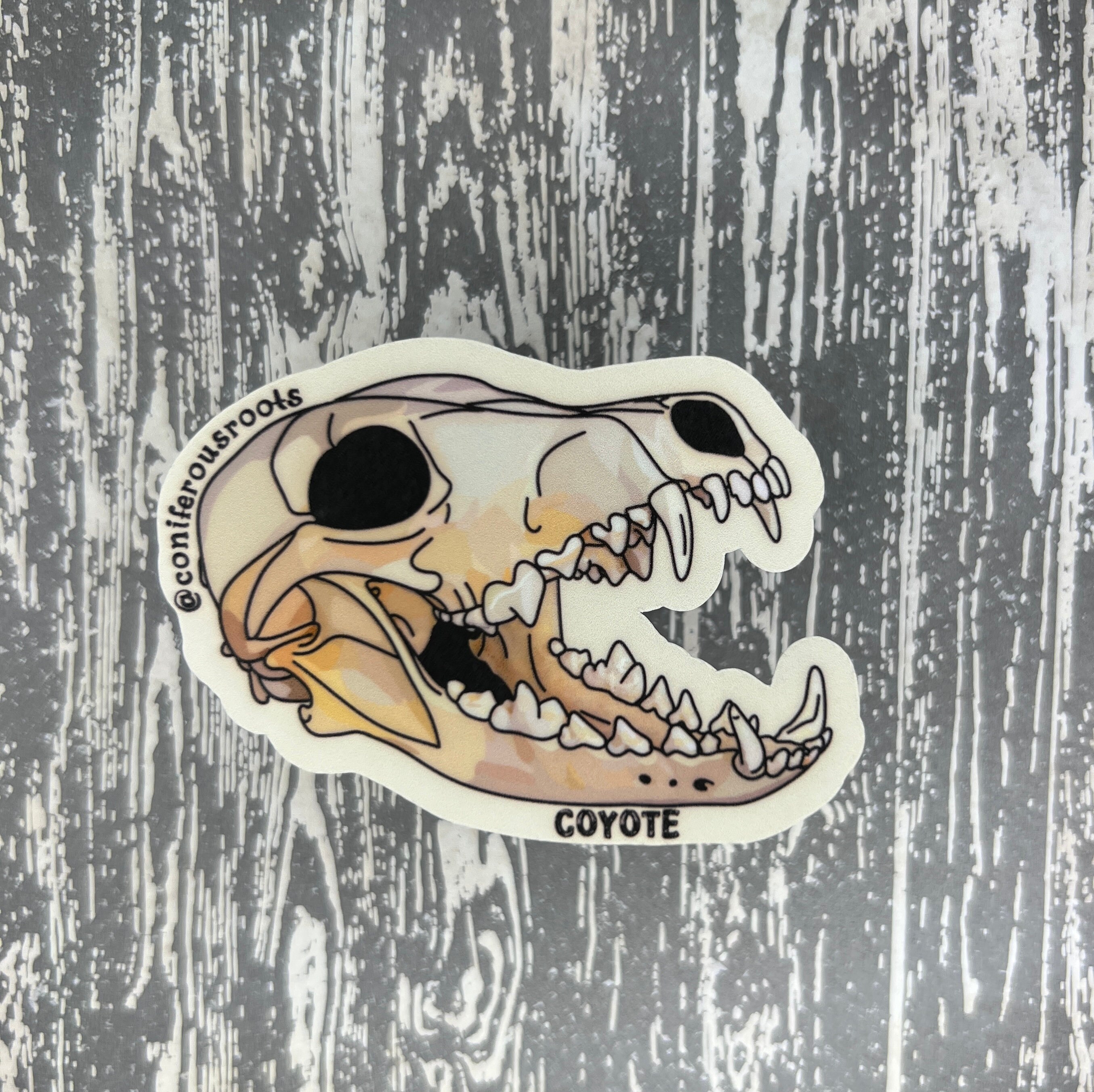 Coyote Skull Drawing