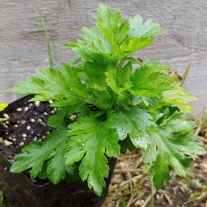 Live Chrysanthemum Morifolium, Bo-ju-hua Plant- Traditional Chinese ...