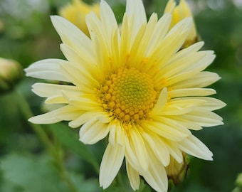 Chrysanthemum Morifolium 'bo Ju Hua' Plant for Chinese Tea - Etsy
